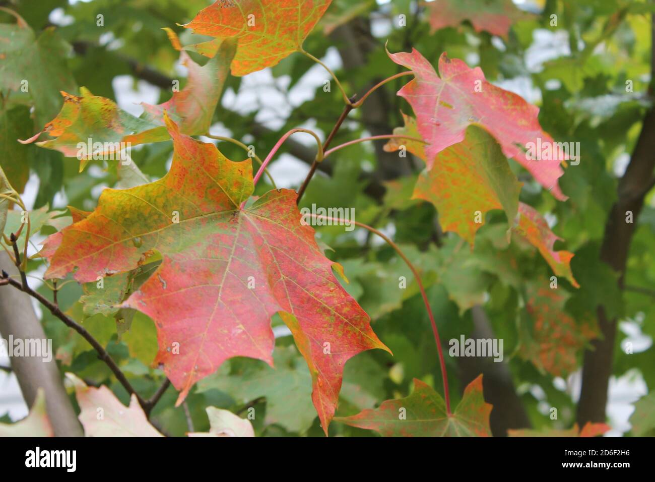Picture of leaves changing color in the fall season Stock Photo - Alamy