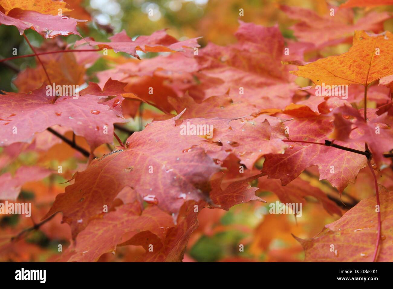 Picture of leaves changing color in the fall season Stock Photo - Alamy