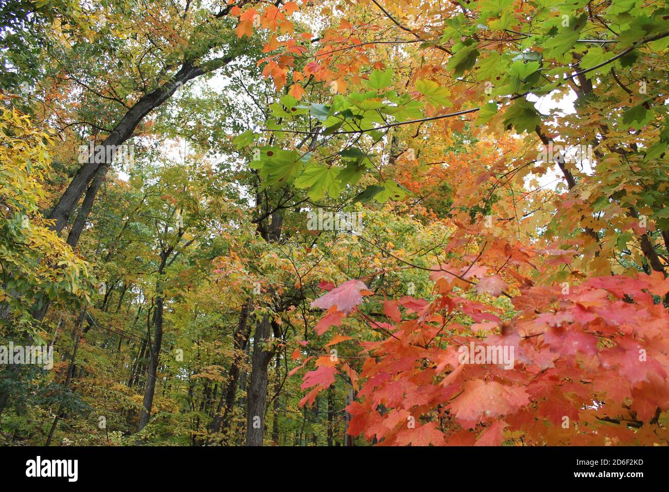 Picture of leaves changing color in the fall season Stock Photo - Alamy