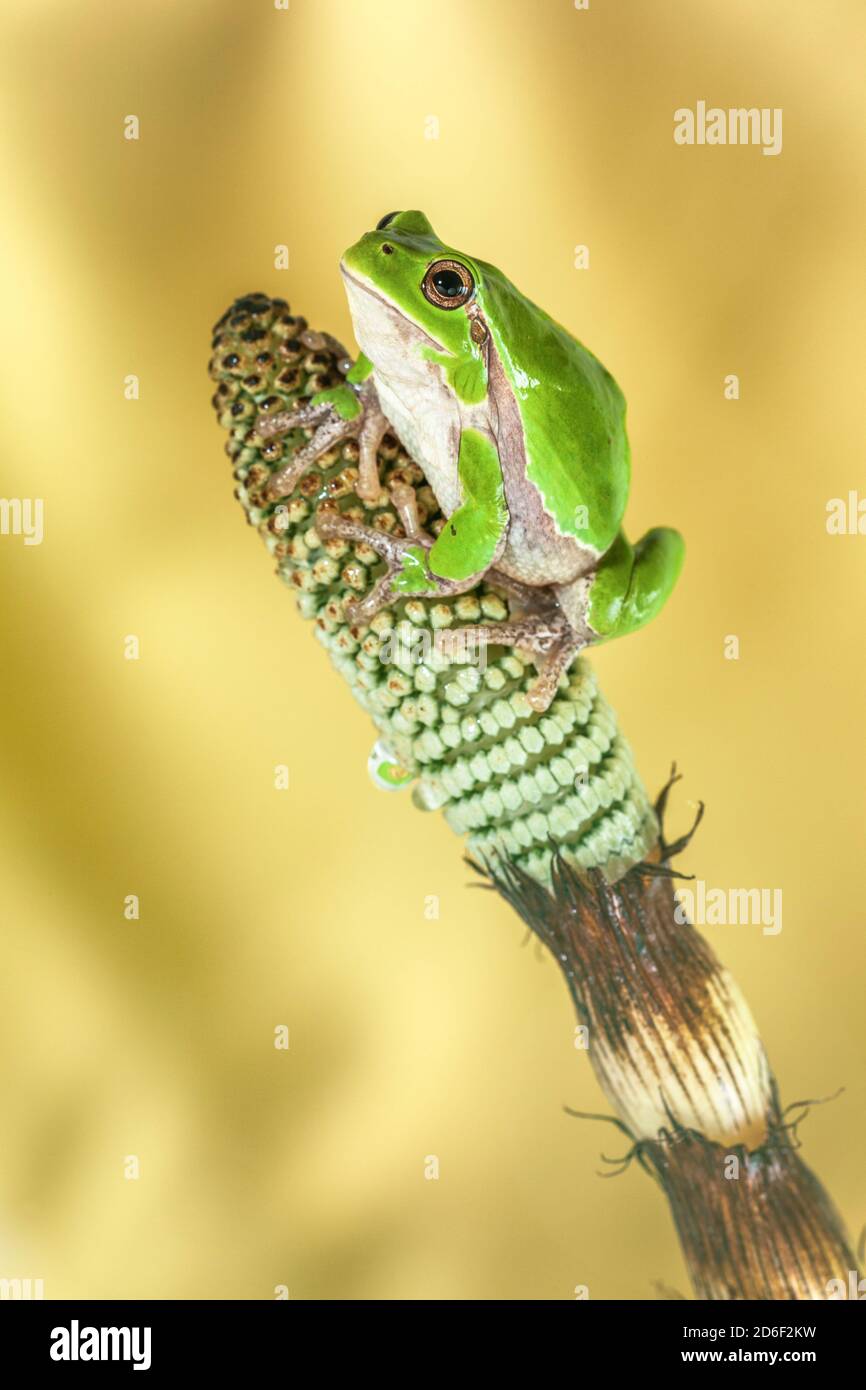 Frog green hyla arborea animal hi-res stock photography and images - Alamy