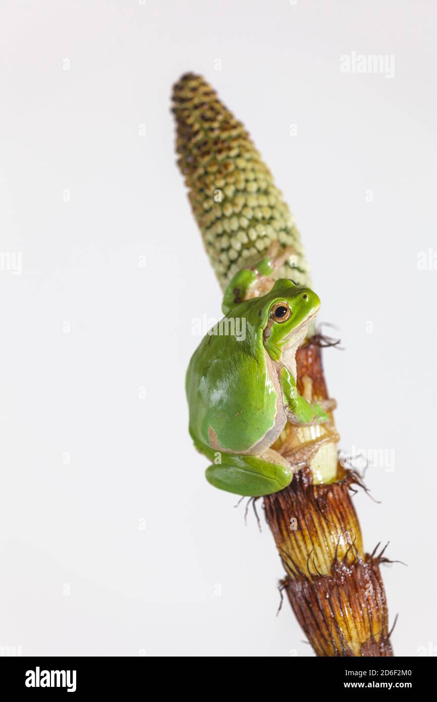 European Tree Frog, European foliage frog (Hyla arborea), isolated on ...