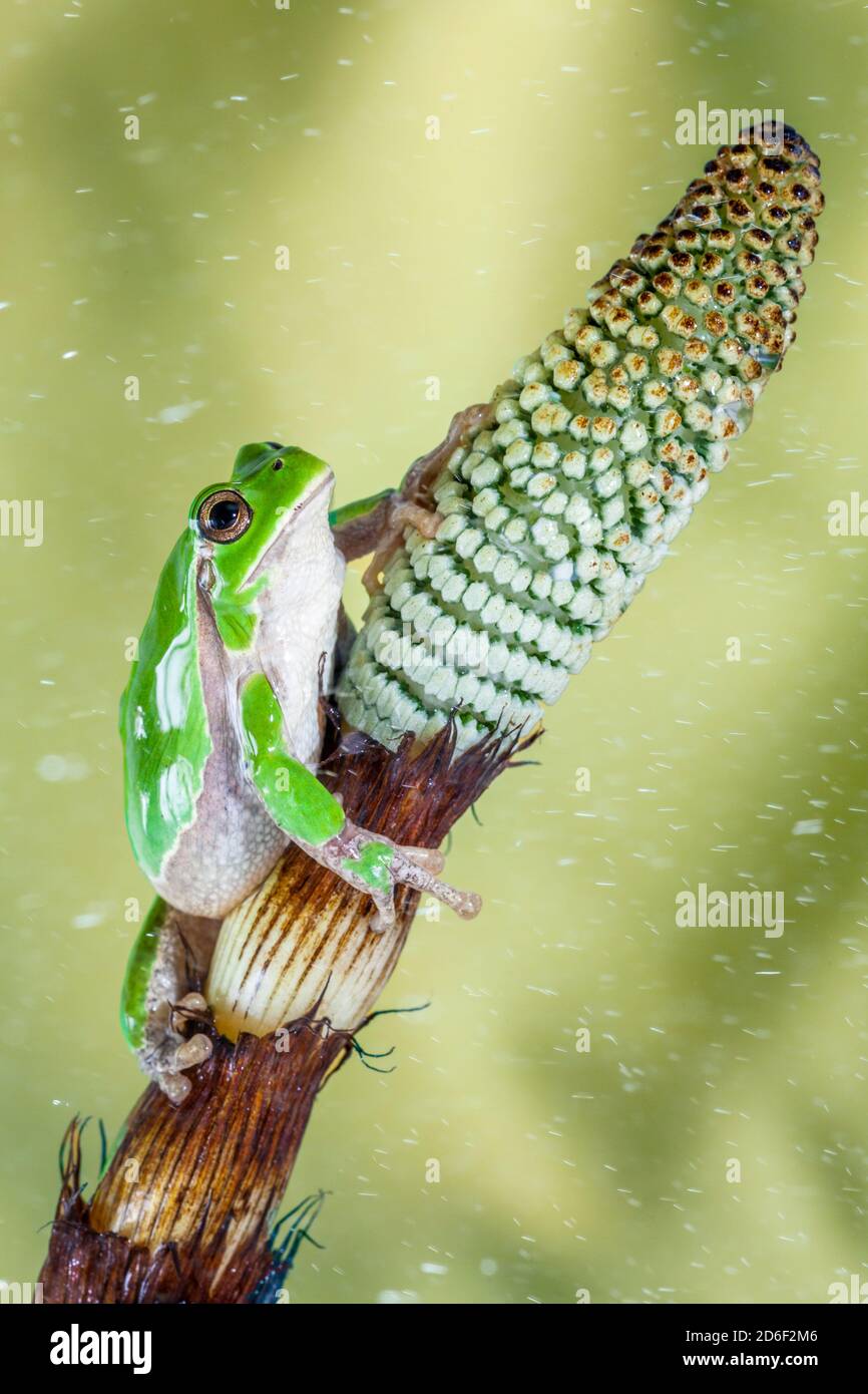 European Tree Frog, European foliage frog (Hyla arborea), under the ...