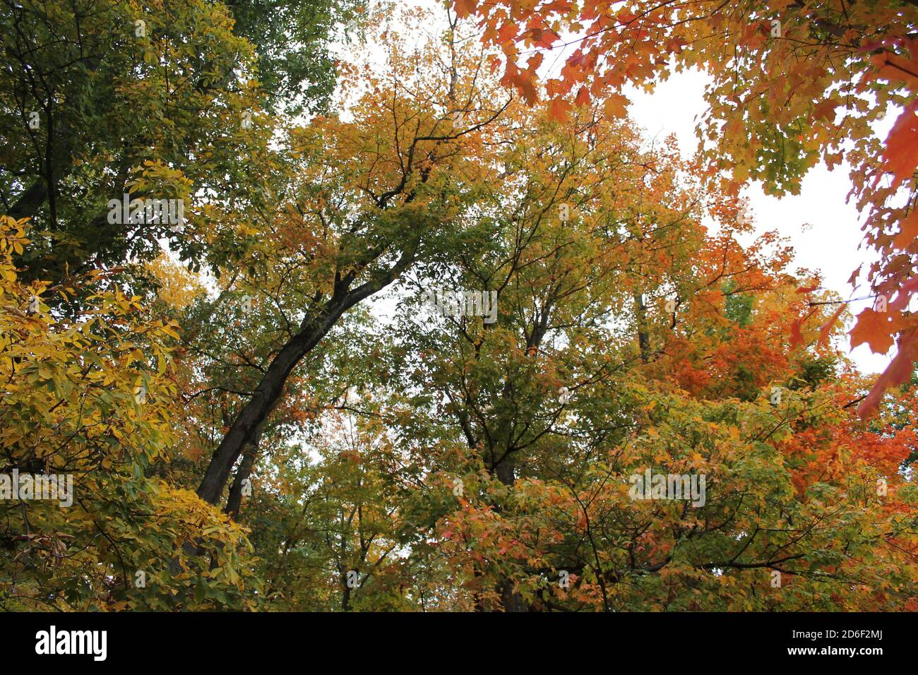 Picture of leaves changing color in the fall season Stock Photo - Alamy
