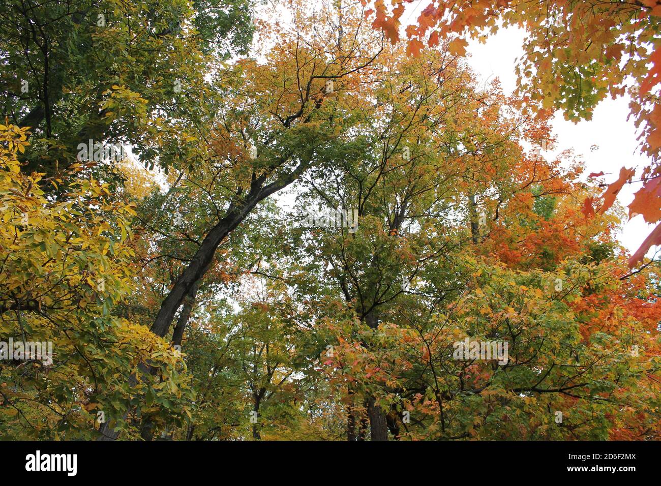 Picture of leaves changing color in the fall season Stock Photo - Alamy