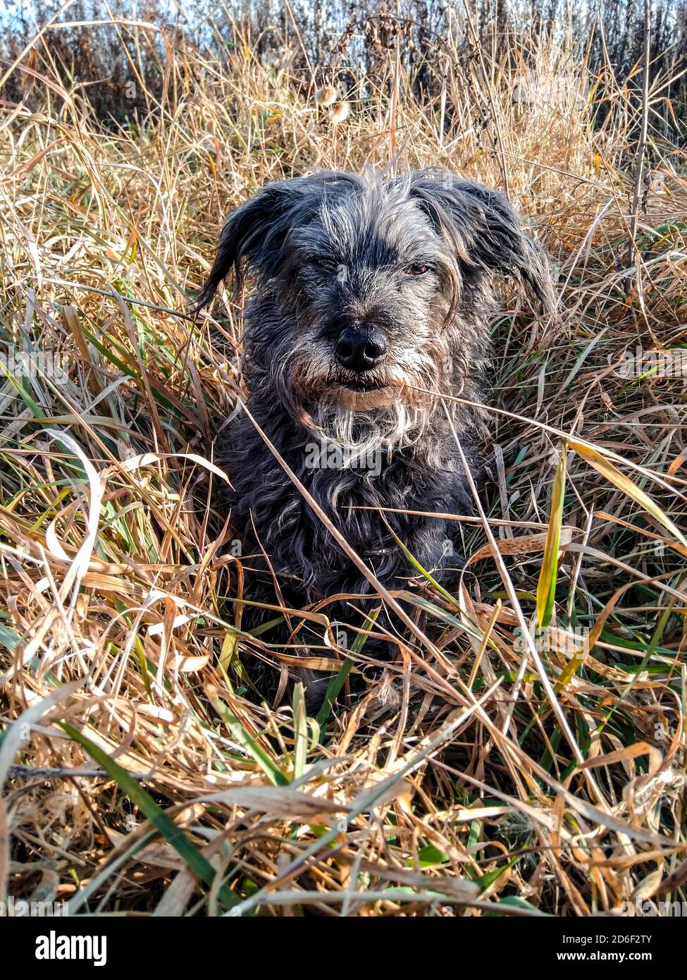 Bearded dog hi-res stock photography and images - Alamy