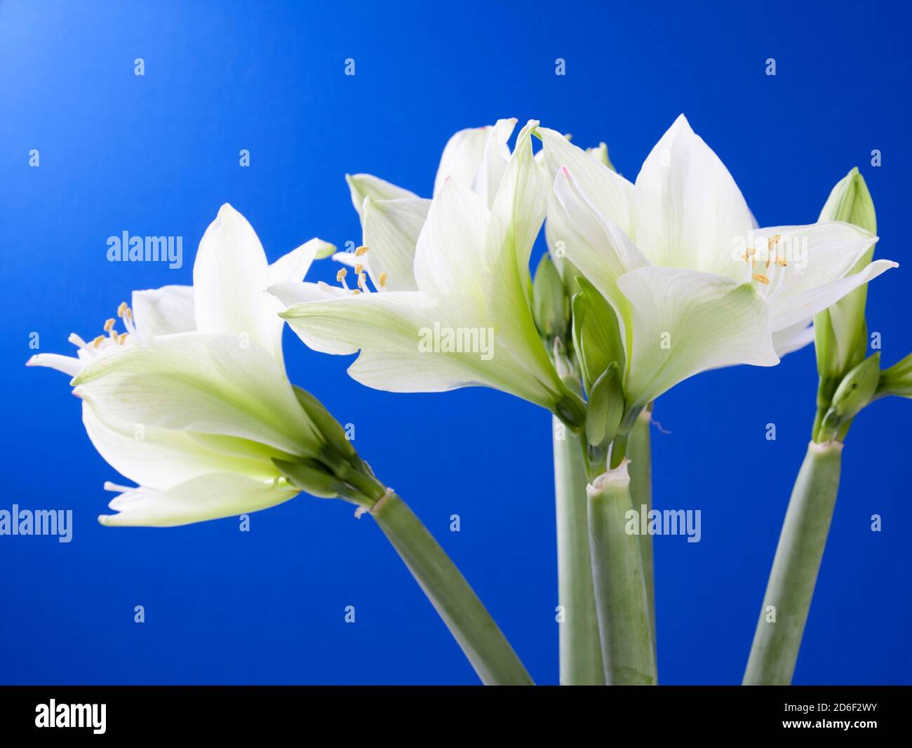White amaryllis on blue ground Stock Photo - Alamy