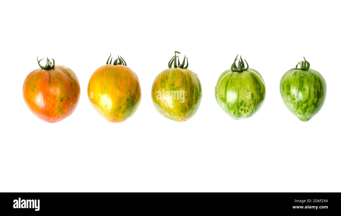 Green and ripe tomatoes with striped skin color. Studio Photo Stock ...