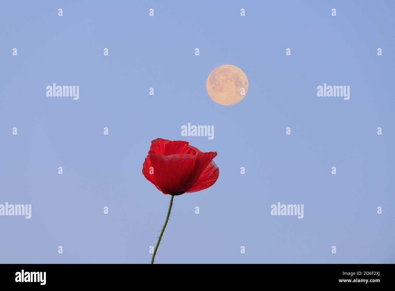 Setting full moon over a poppy blossom Stock Photo - Alamy
