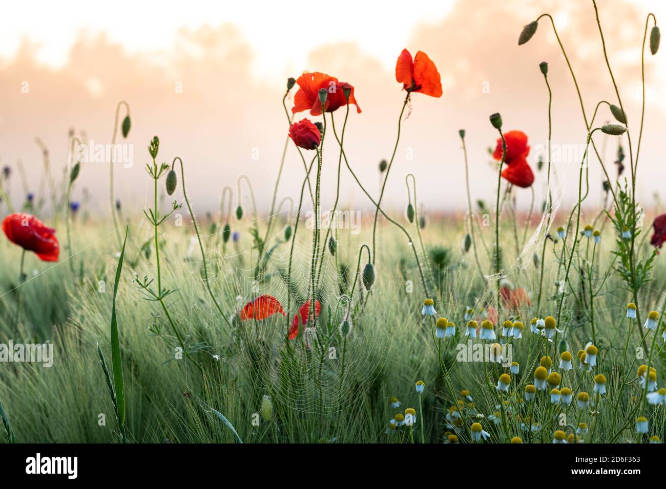 Poppy field at sunrise hi-res stock photography and images - Alamy