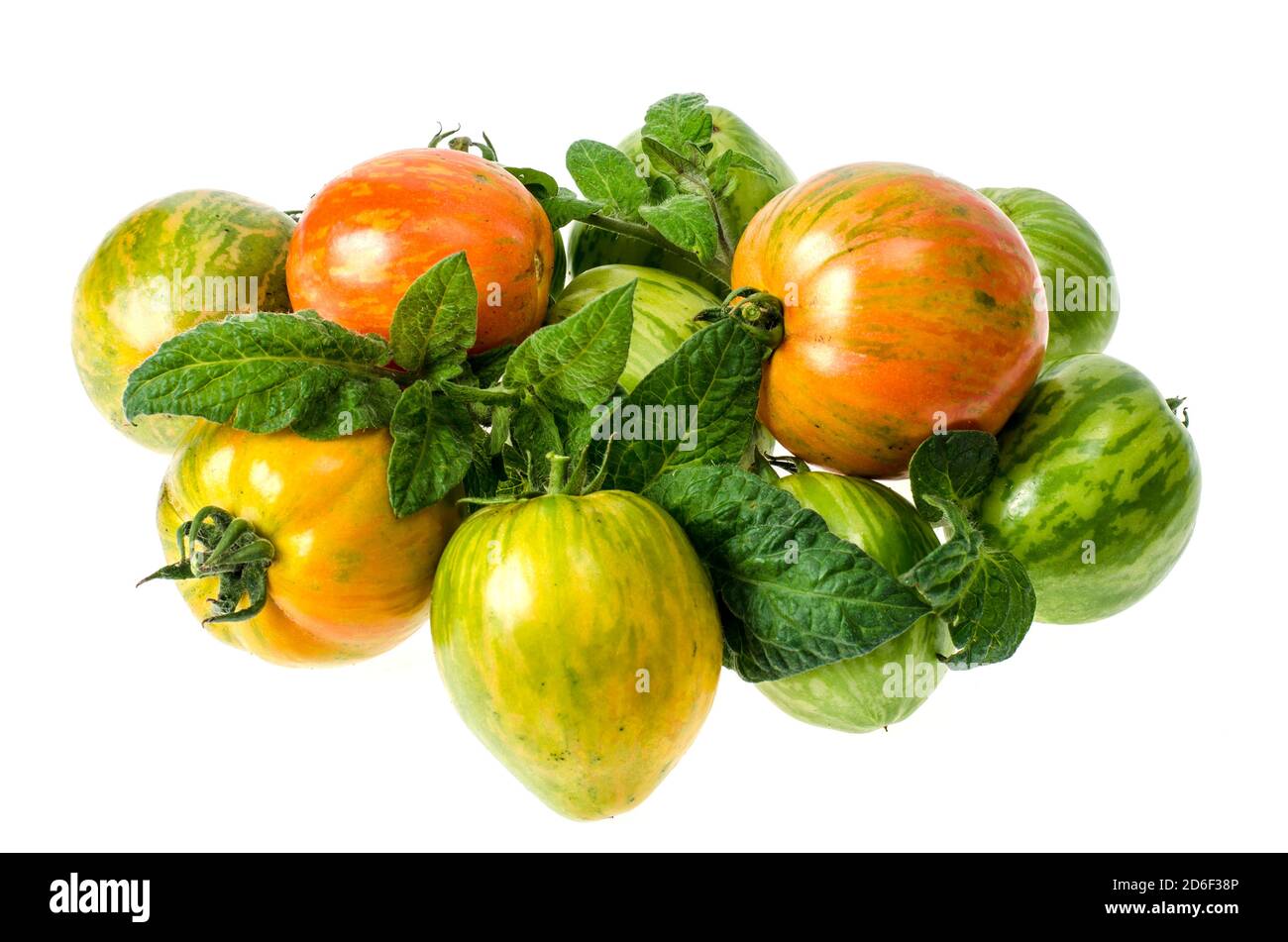 Green and ripe tomatoes with striped skin color. Studio Photo Stock ...