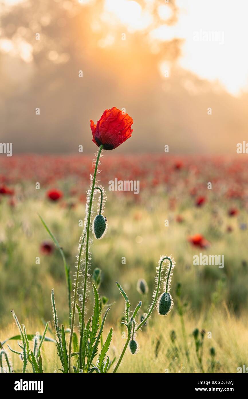 Poppy field in sunrise Stock Photo - Alamy