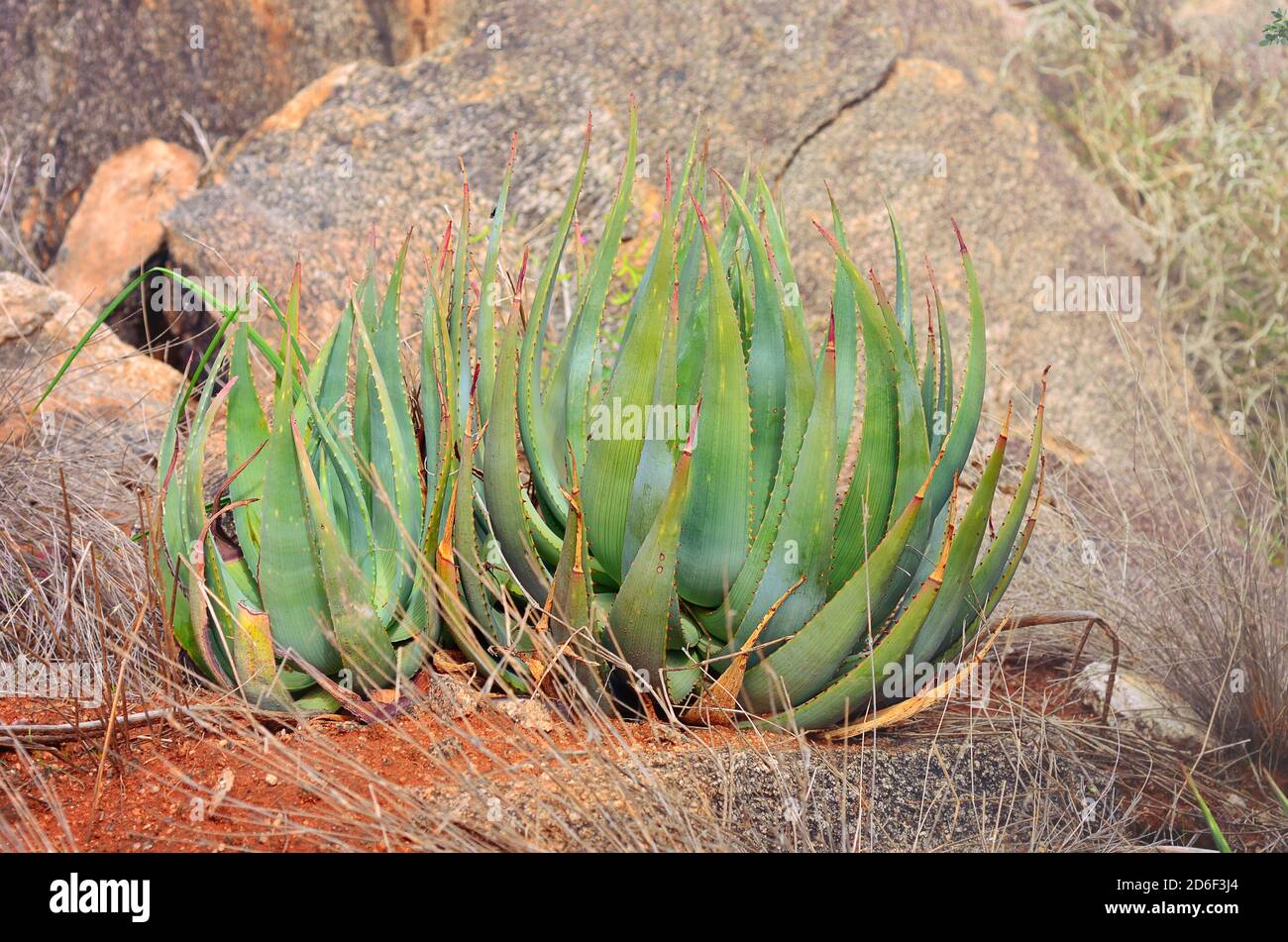 Wild aloe vera hi-res stock photography and images - Alamy