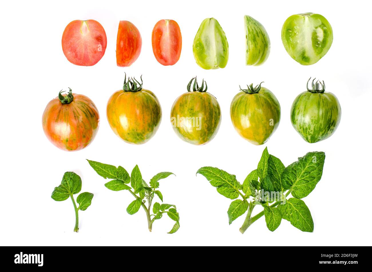 Green and ripe tomatoes with striped skin color. Studio Photo Stock ...