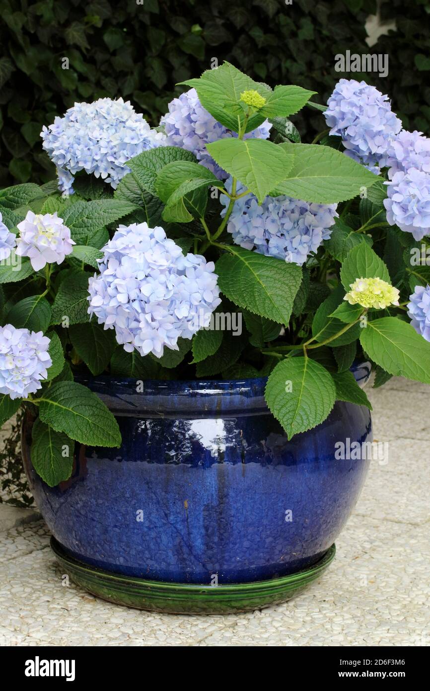 Terrace hydrangeas hi-res stock photography and images - Alamy