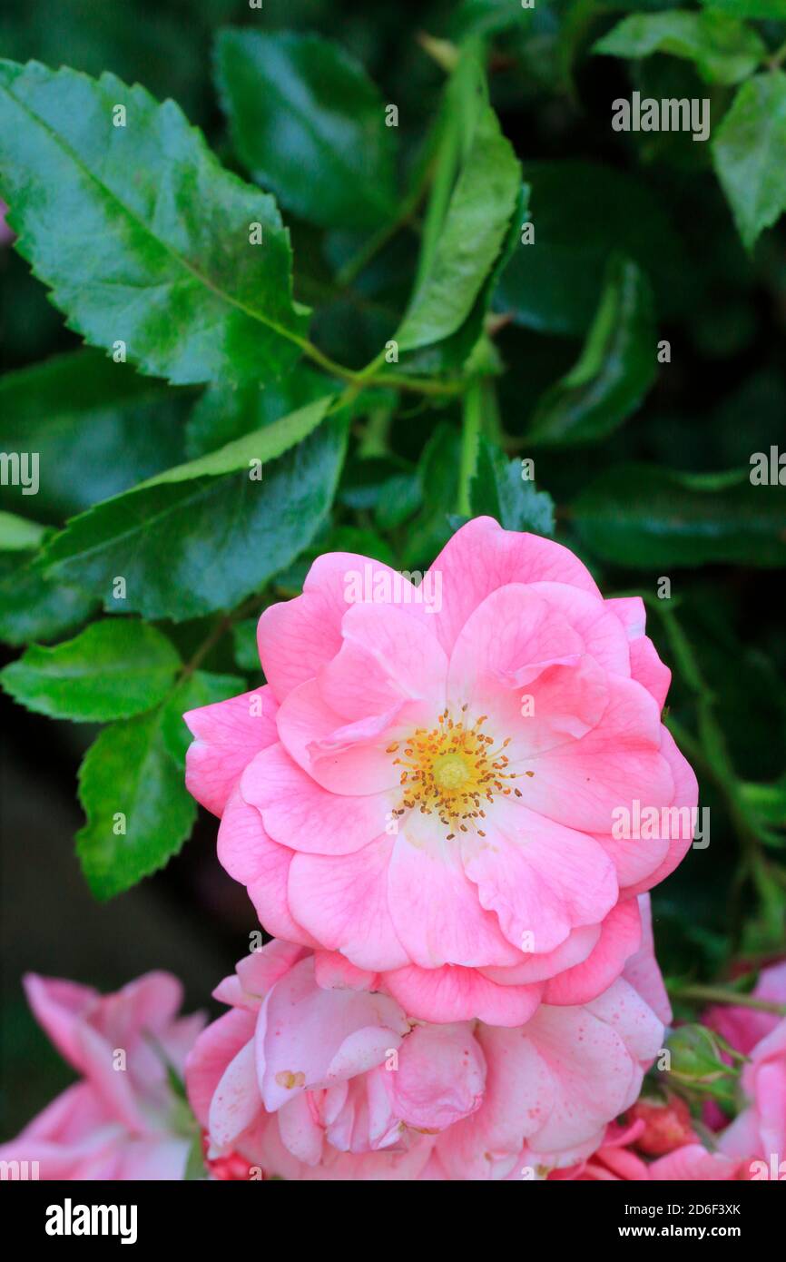 Simple rose hi-res stock photography and images - Alamy