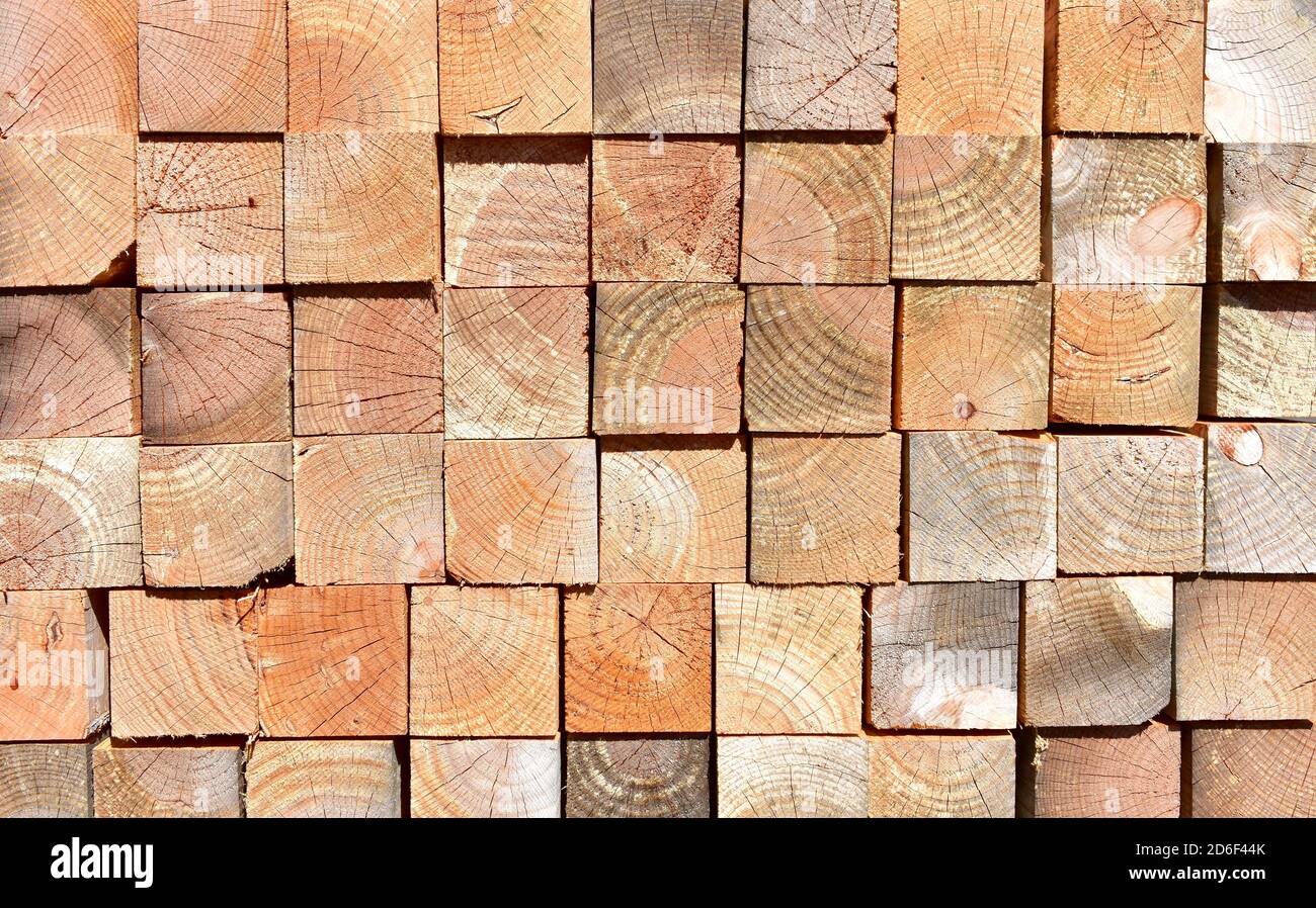 Pine tree cut wood background. Wood texture with sun light Stock Photo ...