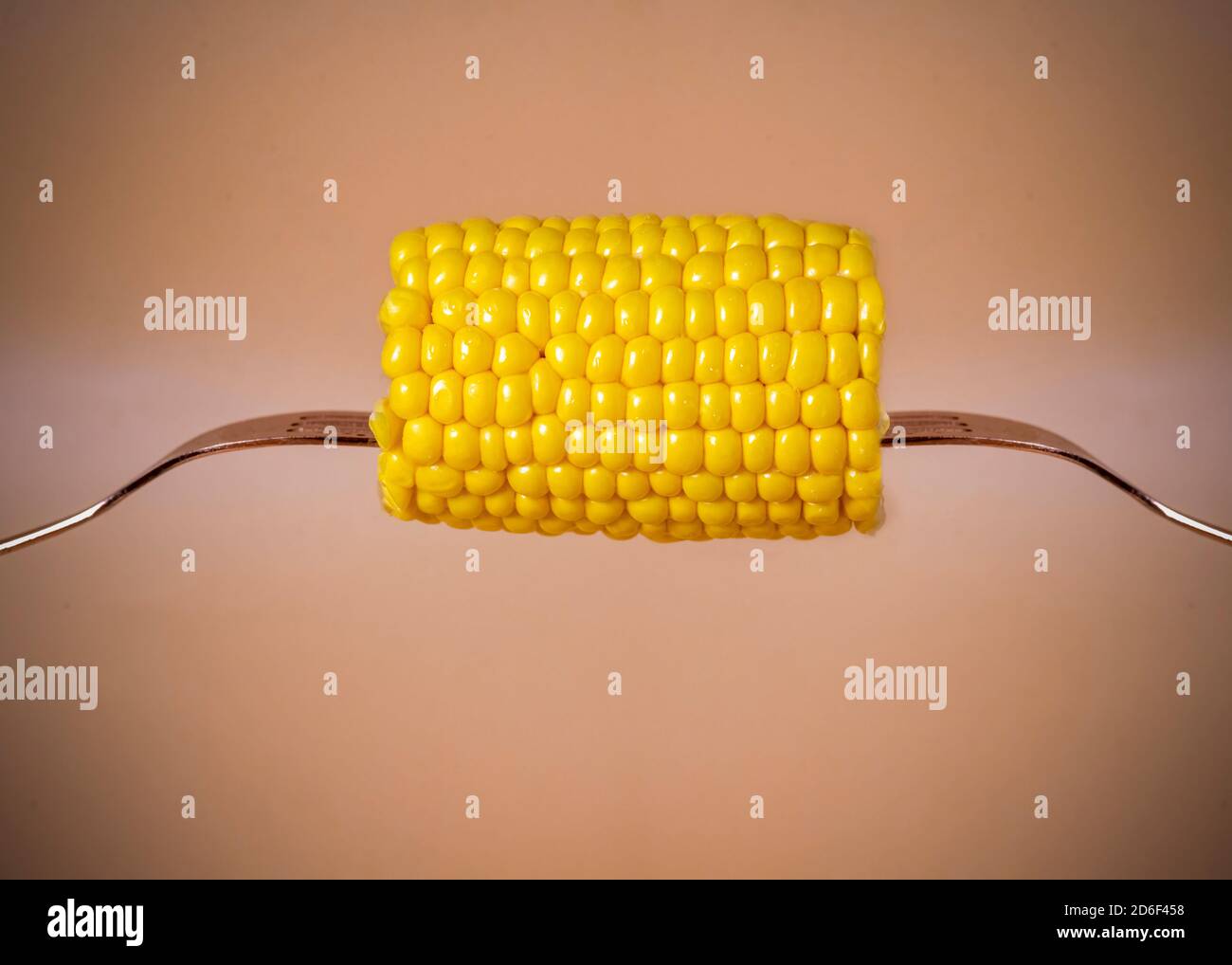 close up of succulent corn on the cob on a plain background with block ...