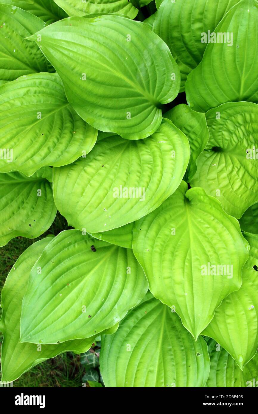 Pretty green leaves hi-res stock photography and images - Alamy