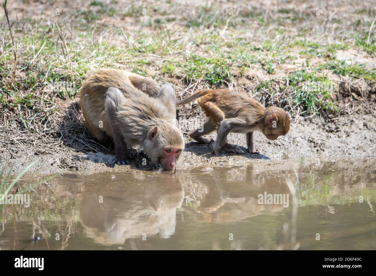 Monkey at watering hole hi-res stock photography and images - Alamy