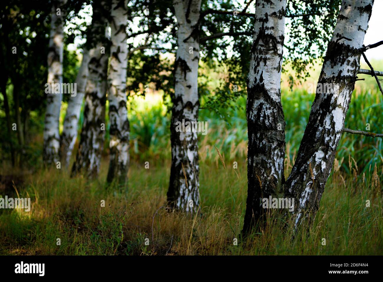 Edge of a birch forest hi-res stock photography and images - Alamy