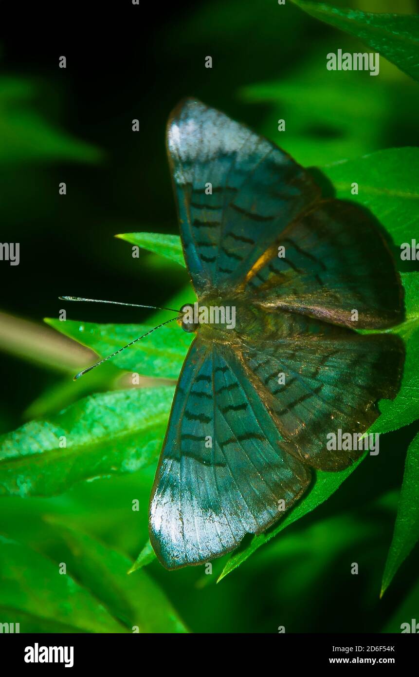 Dark green emerald or jade colored butterfly on green leaf Stock Photo ...