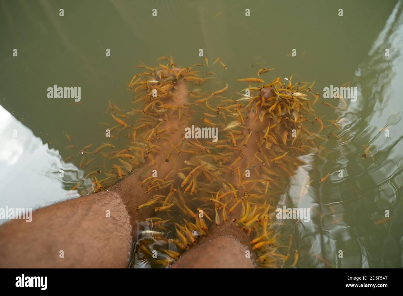 small fish feed on the dead skin on the leg in large quantities Stock ...