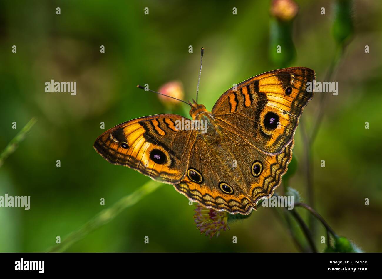 Insect insects wildlife panama hi-res stock photography and images - Alamy