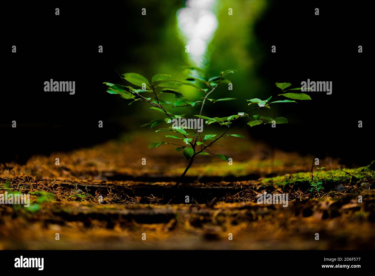 Young deciduous tree in an old disused track bed Stock Photo - Alamy