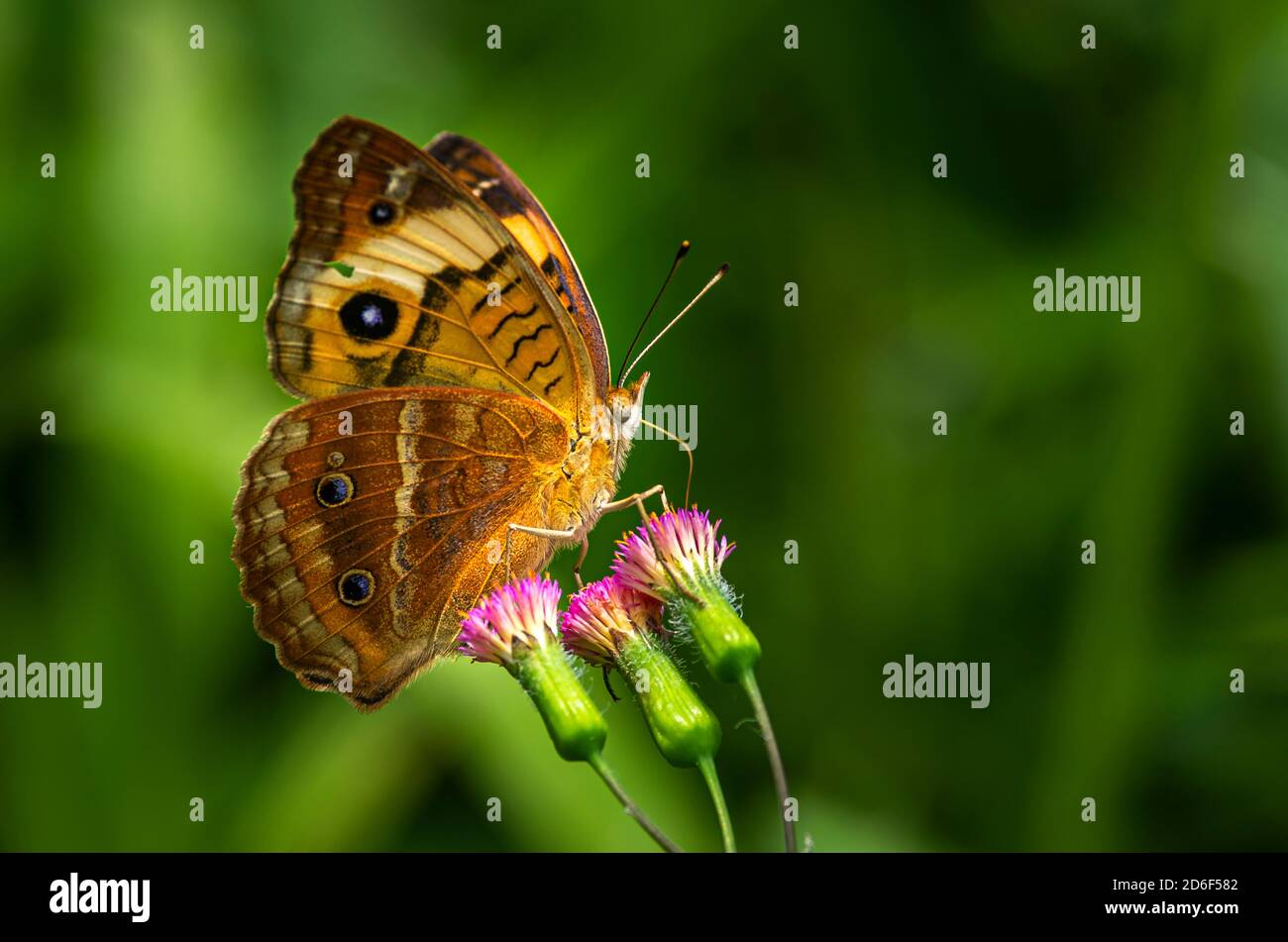 Insect insects wildlife panama hi-res stock photography and images - Alamy