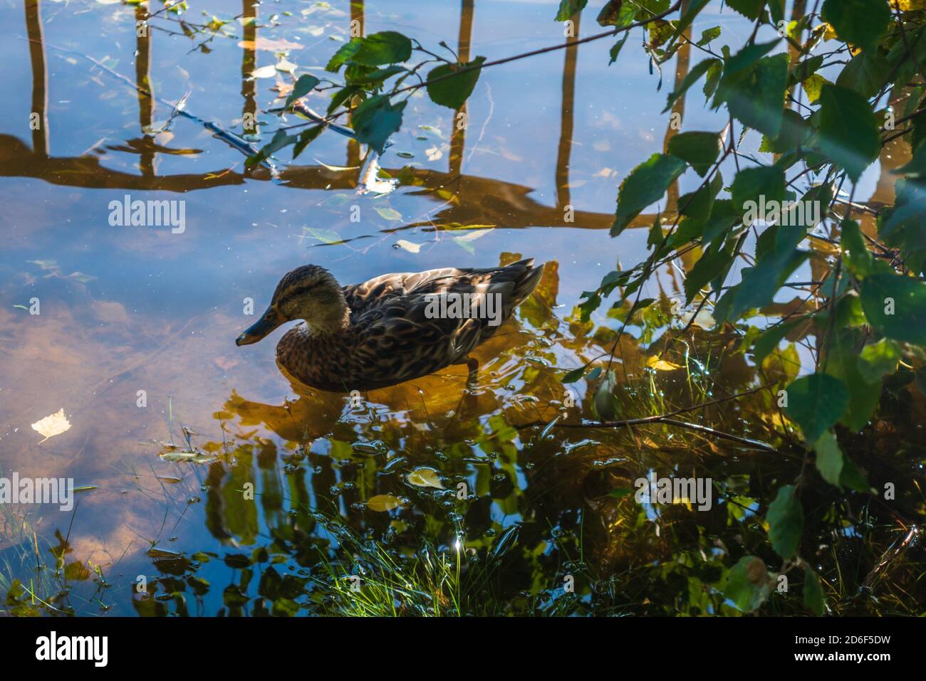 Duck in the water, close-up Stock Photo - Alamy