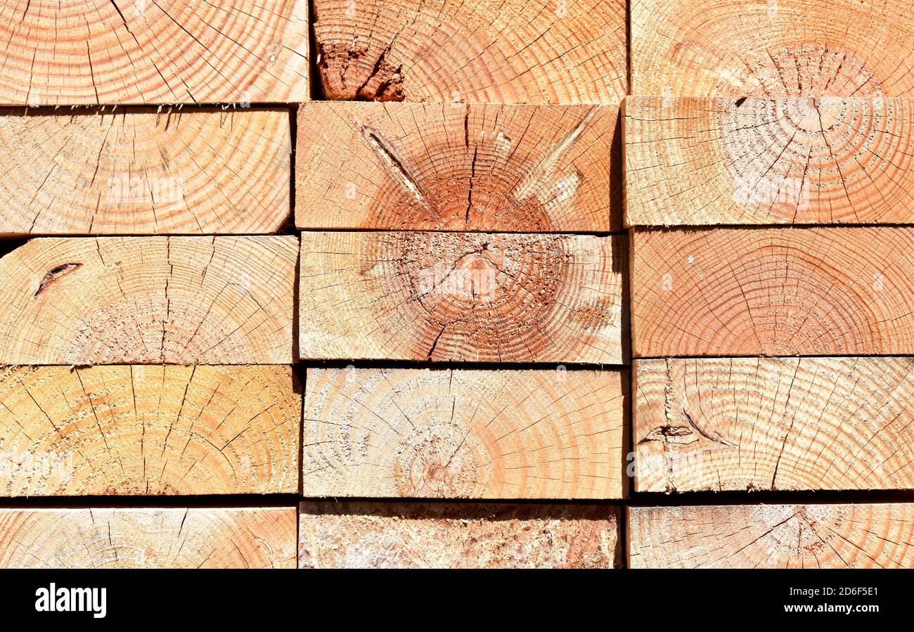 Pine tree cut wood background. Wood texture with sun light Stock Photo ...