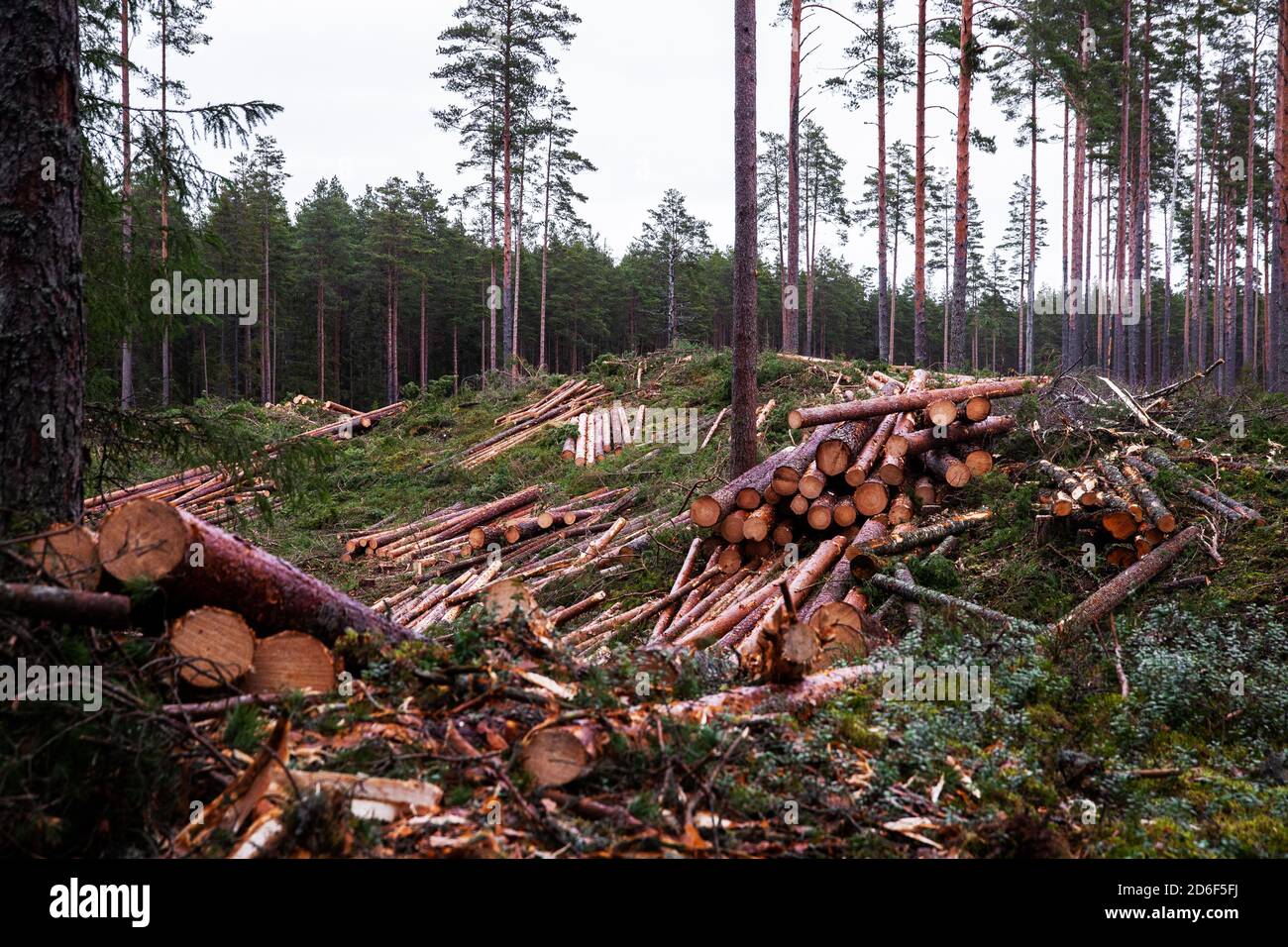 Europe deforestation hi-res stock photography and images - Alamy