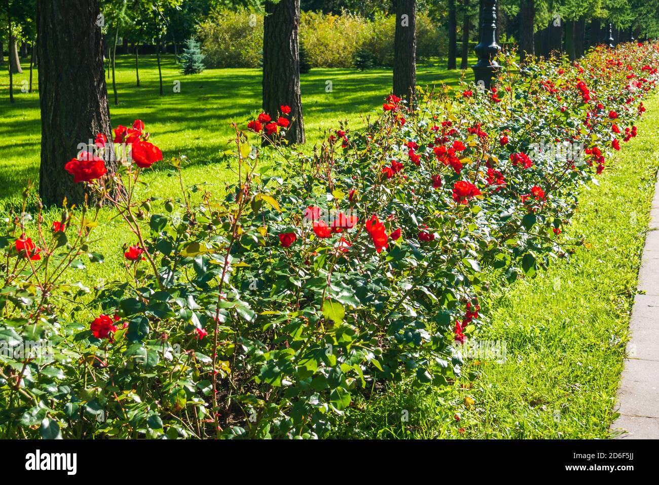 Beautiful red roses against the greenery Stock Photo - Alamy