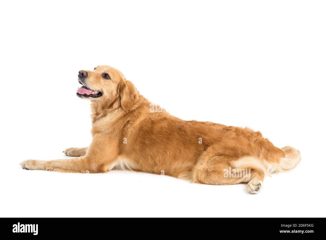 golden retriever lab dog happy resting Stock Photo - Alamy