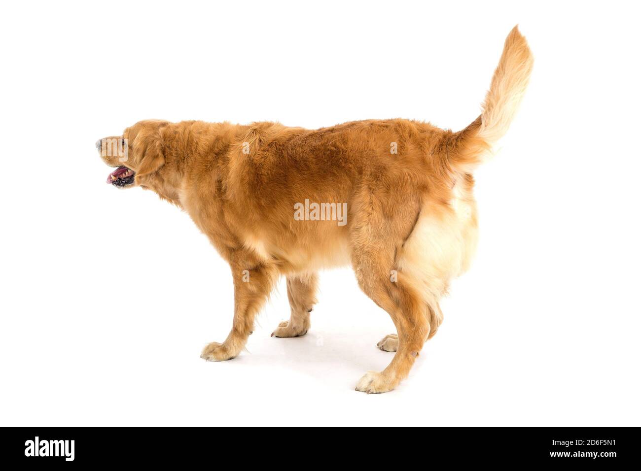 Lab dog Cut Out Stock Images & Pictures - Alamy