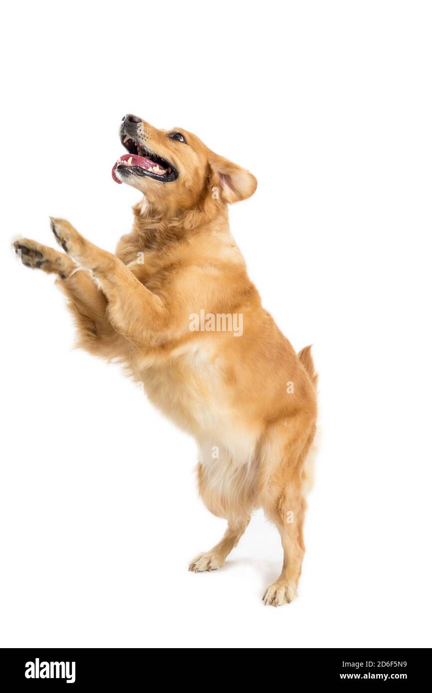 golden retriever lab dog jumping happy and smiling Stock Photo - Alamy