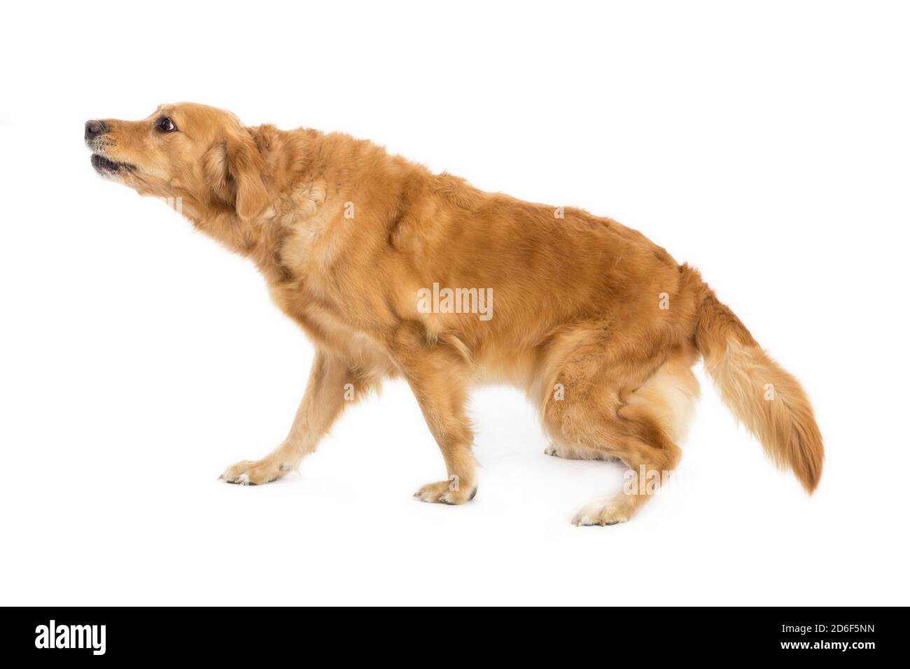 Afraid dog Cut Out Stock Images & Pictures - Alamy