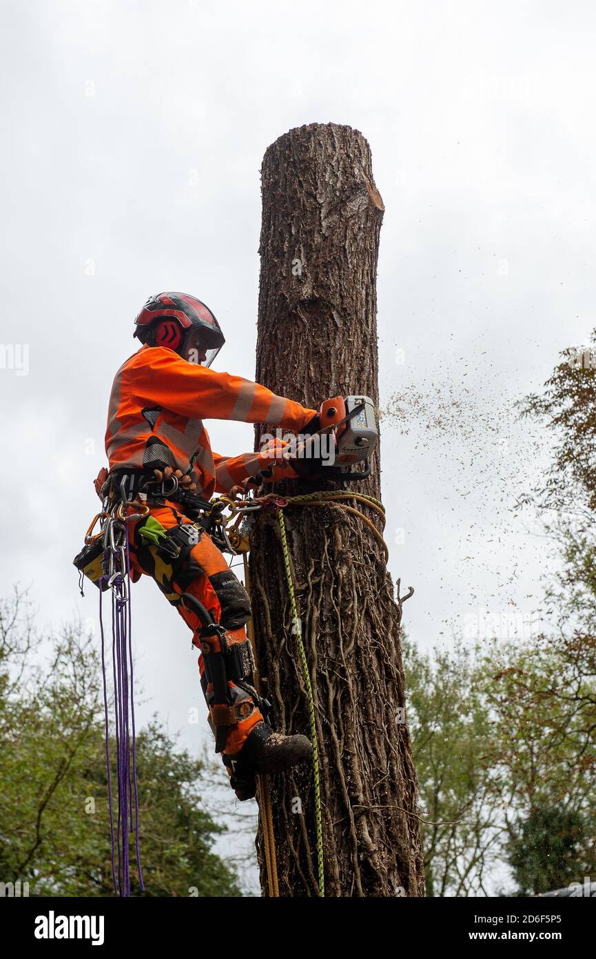 Hs2 tree surgeons hi-res stock photography and images - Alamy