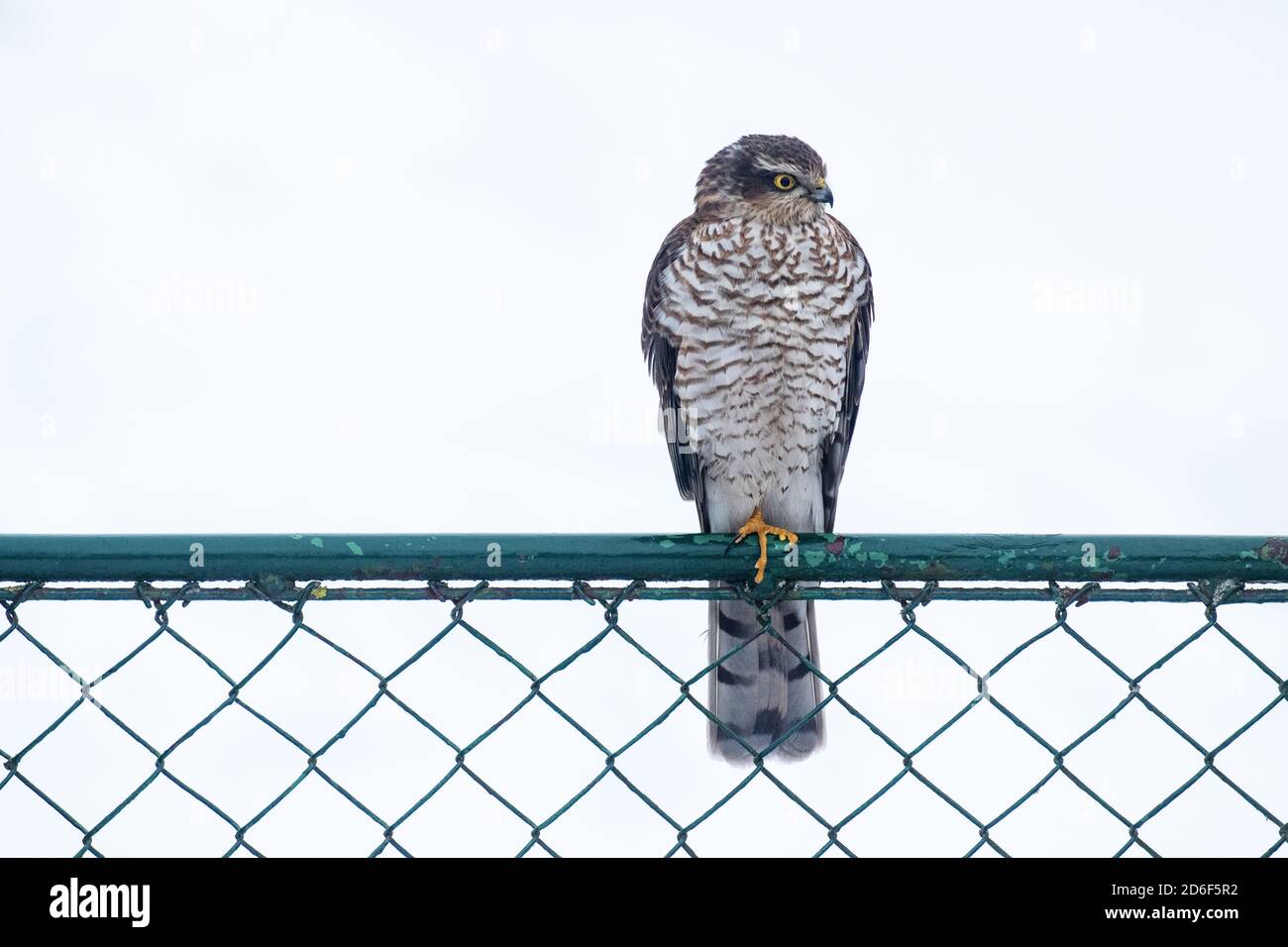 Predator birds hi-res stock photography and images - Alamy