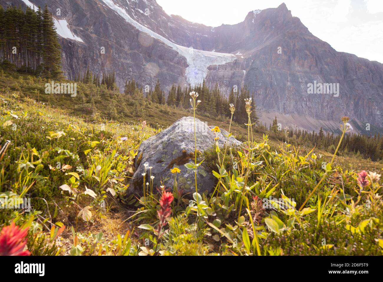 Jasper national park spring flower hi-res stock photography and images ...