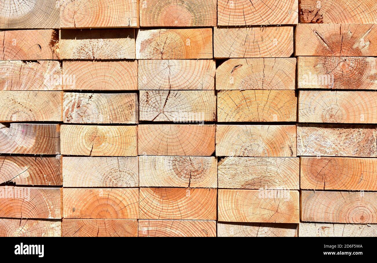 Pine tree cut wood background. Wood texture with sun light Stock Photo ...