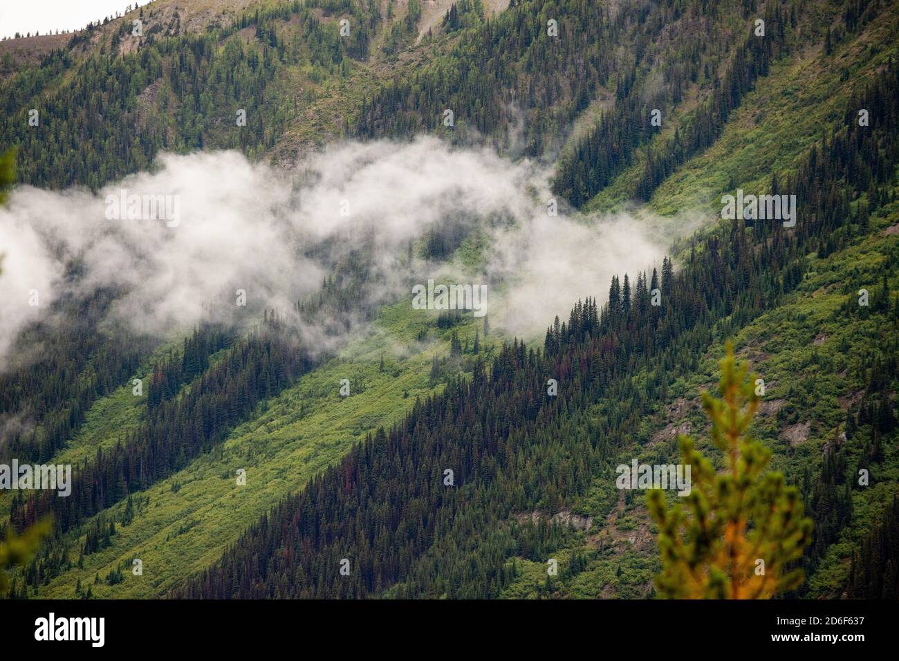 Fir forests jasper national park hi-res stock photography and images ...