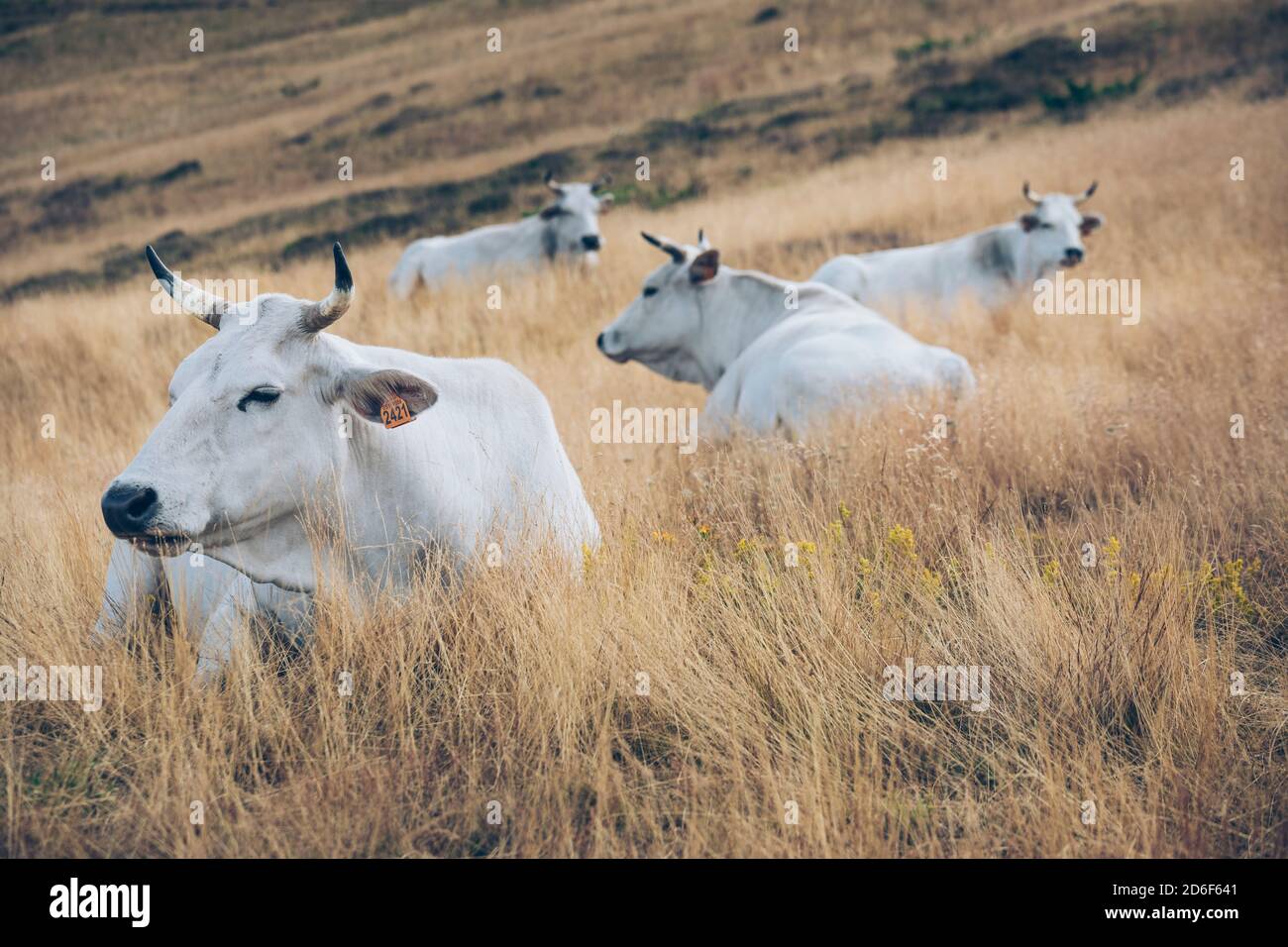 Chianina cows hi-res stock photography and images - Alamy