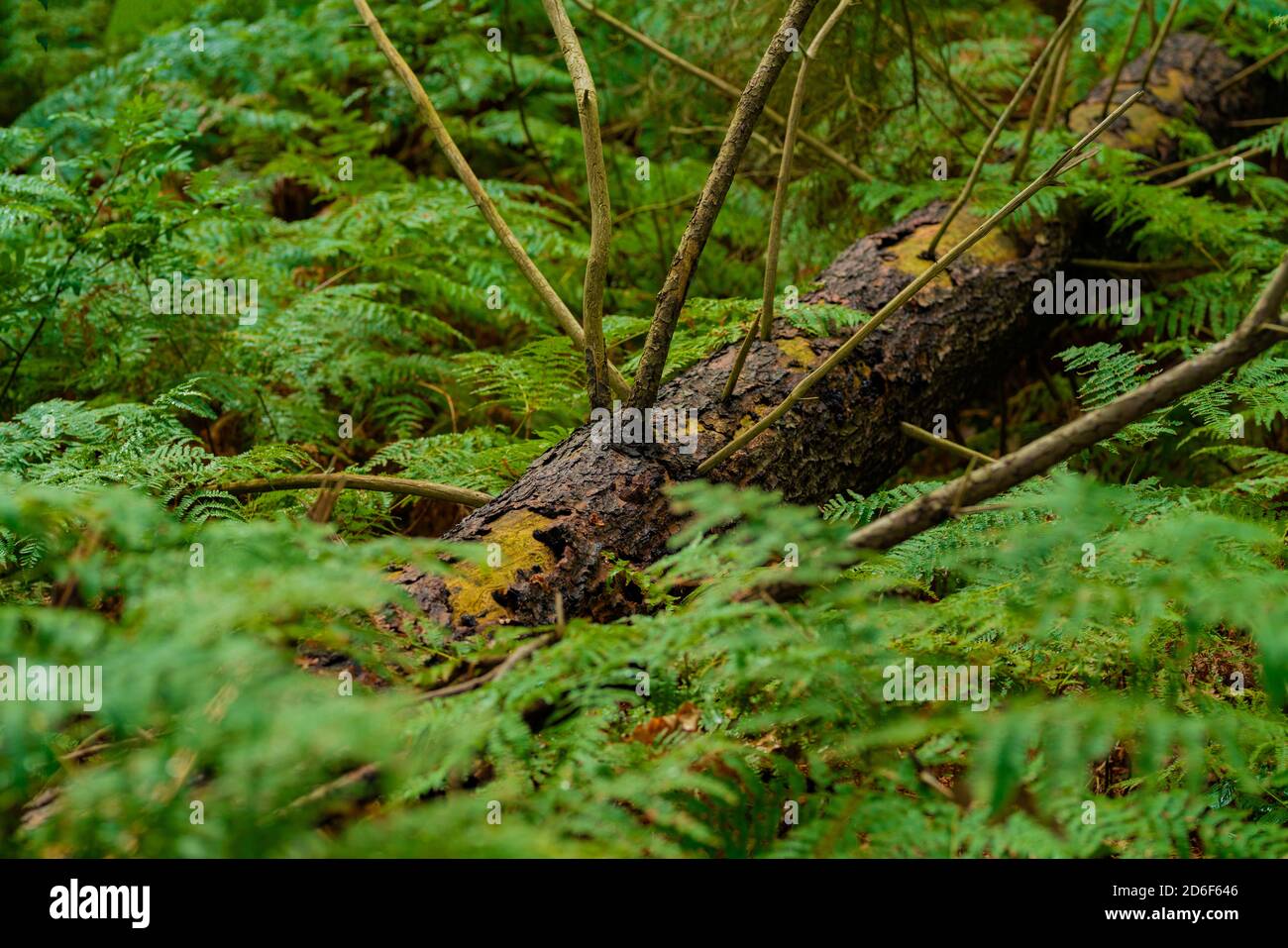 Dead fern leaf hi-res stock photography and images - Alamy