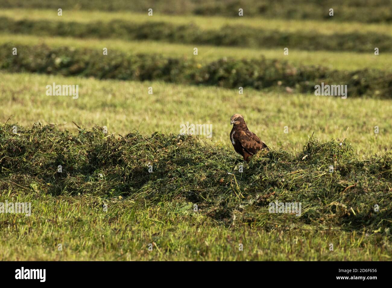 Hay column hi-res stock photography and images - Alamy