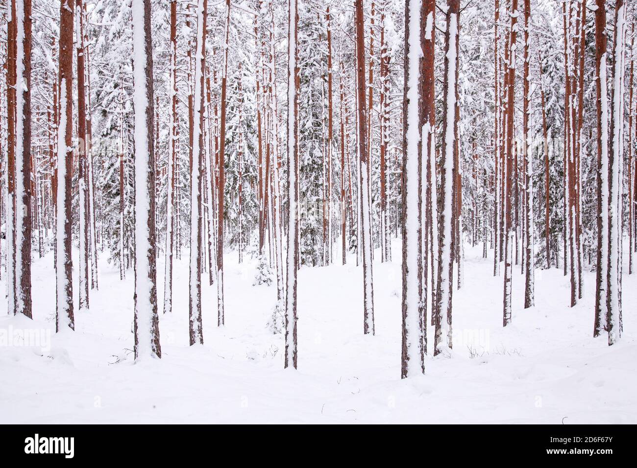 Snowy and cold wintery Estonian wild coniferous forest in Northern ...