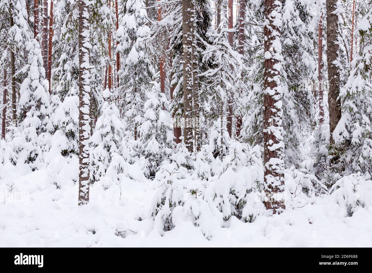 Snowy and cold wintery Estonian wild coniferous forest in Northern ...