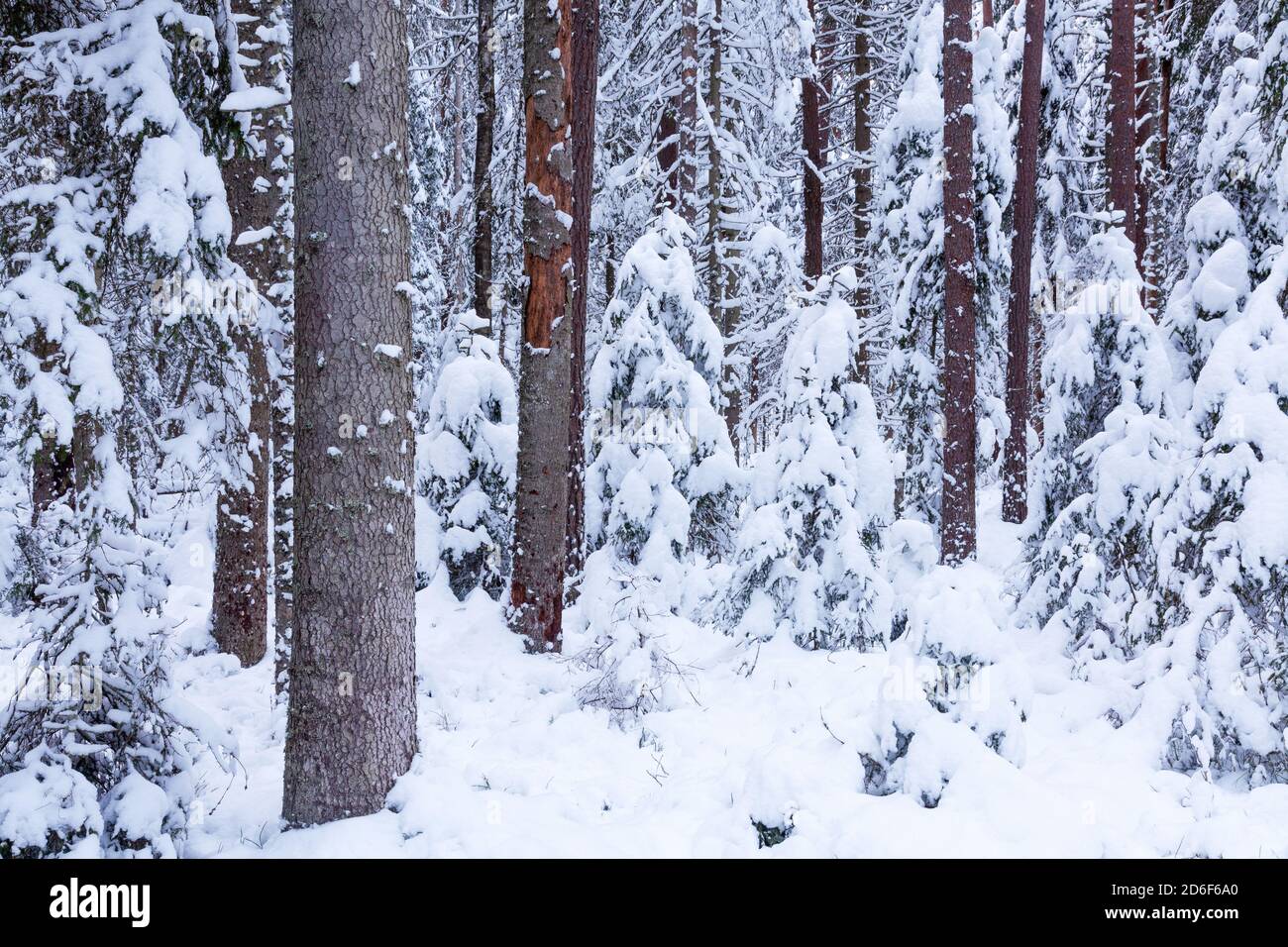 Snowy and cold wintery Estonian wild coniferous forest in Northern ...