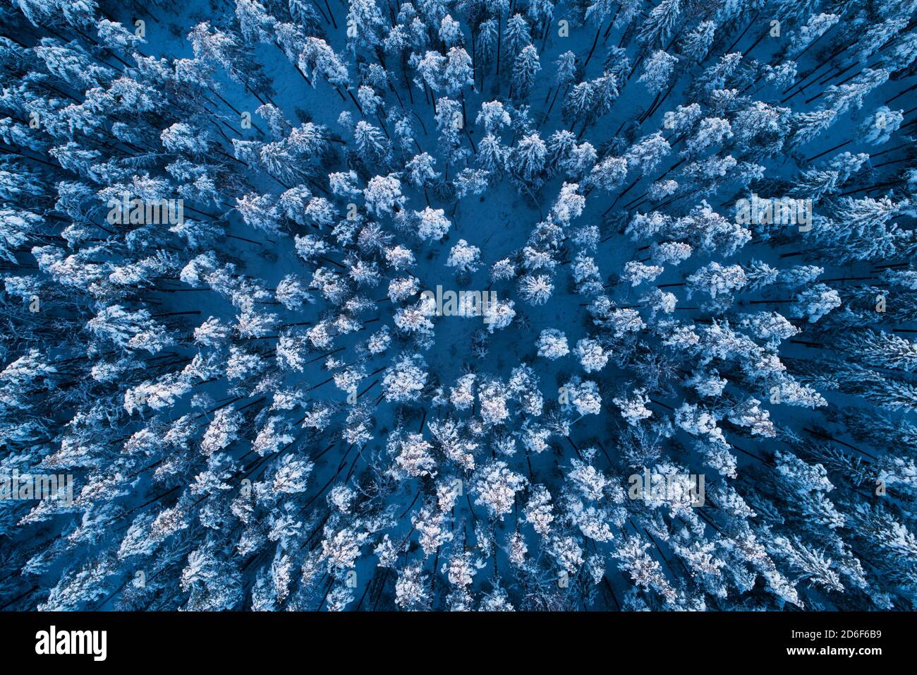 An aerial view on winter wonderland snowy boreal coniferous forest with frosty pine and spruce ...