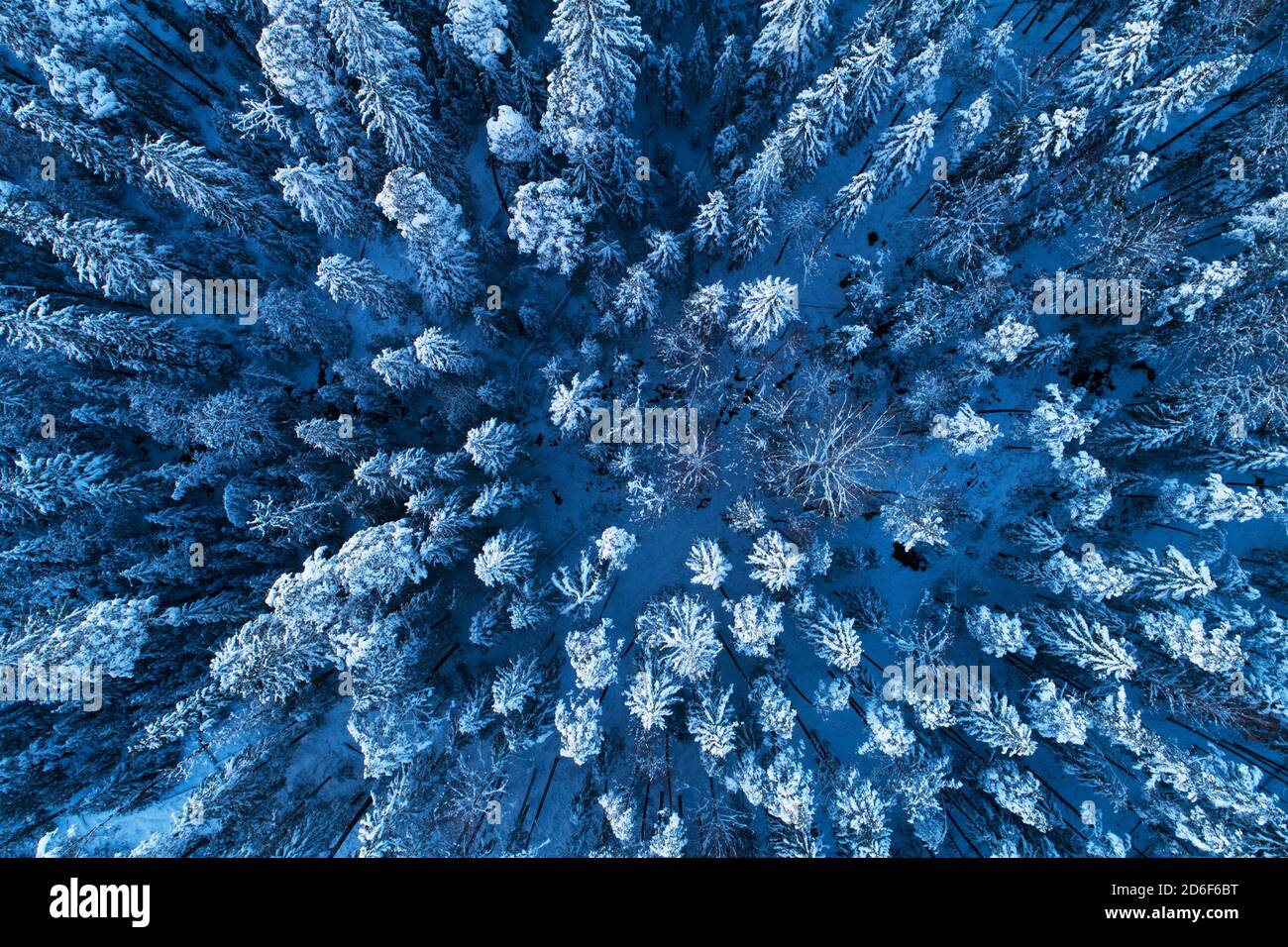 An aerial view on winter wonderland snowy boreal coniferous forest with frosty pine and spruce ...